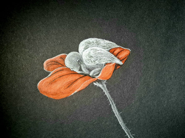 377 Original Polychromo - 'Poppy Angel' – Remembrance Art