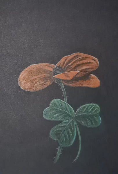 415 Original Polychromo - 'Shamrock Poppy' – Remembrance Art